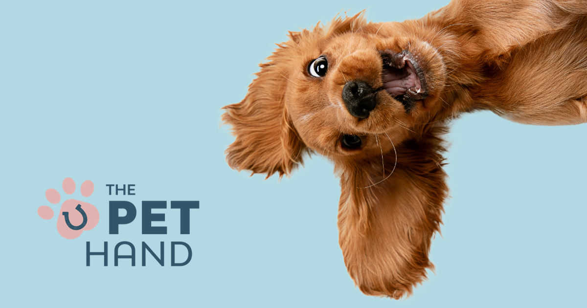 The Pet Hand - Dog Walking, Pet Call-ins & Equine Services